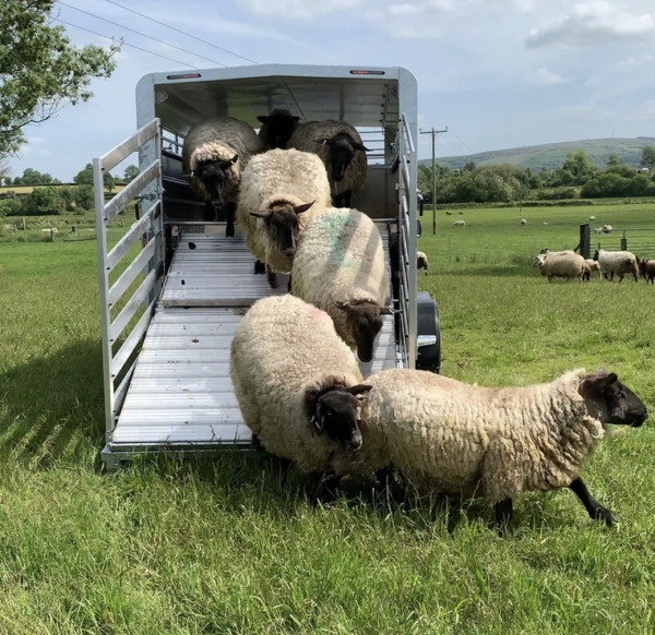 Sheep Decks - Compass Tractors